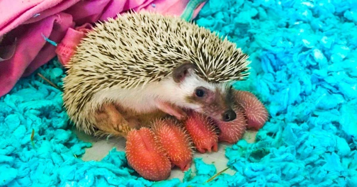 18 pui adorabili pe care probabil că îi recunoaştem doar când ajung la ...