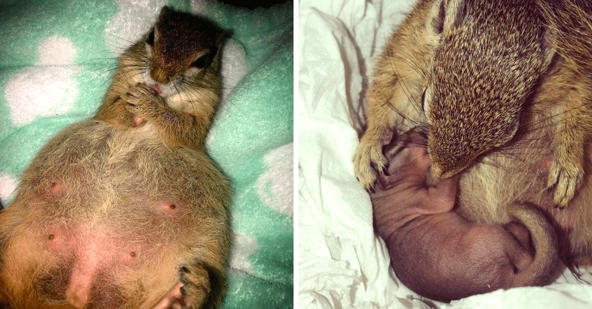 Veveriţa gestantă îşi aminteşte cine a salvat-o cu luni în urmă, apoi ...