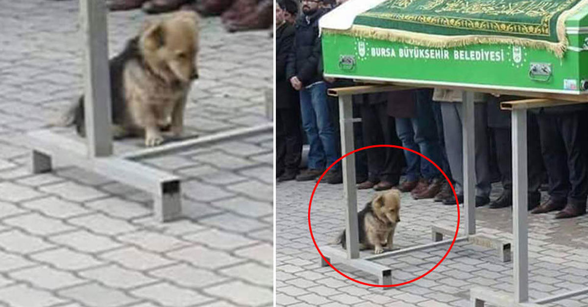 Căţelul cu inima frântă fugea de acasă în fiecare zi - Într-una din ...