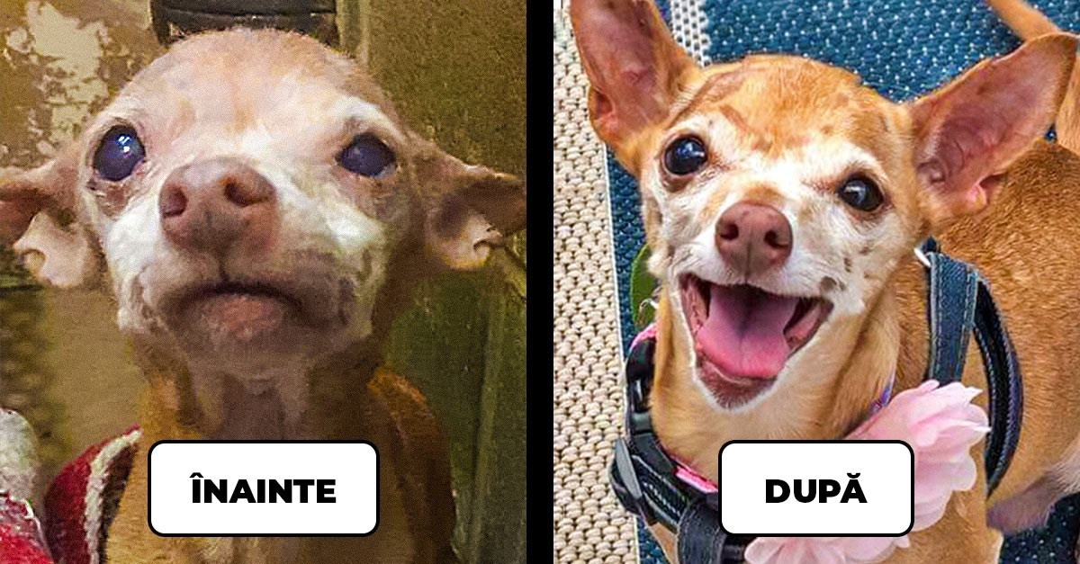 15 animale din adăposturi care după ce au fost adoptate sunt de ...
