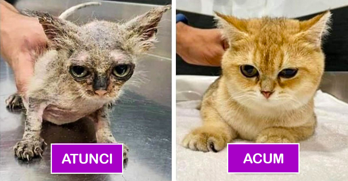 20 de animale salvate care demonstrează că dragostea vindecă orice rană