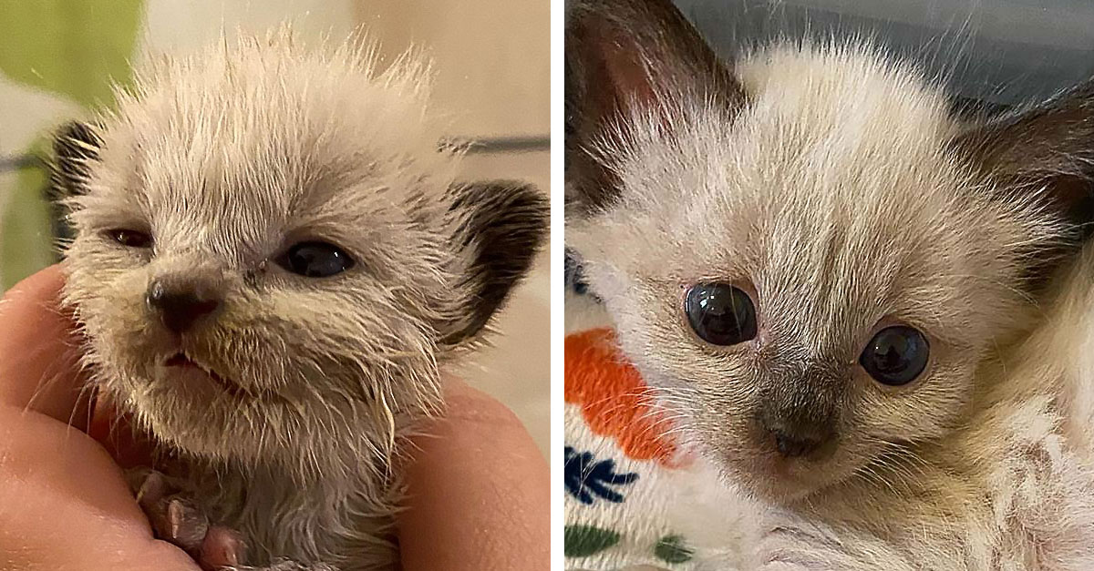 Pisoiul anemic şi fără stăpân primeşte ajutor de la un adăpost şi se ...