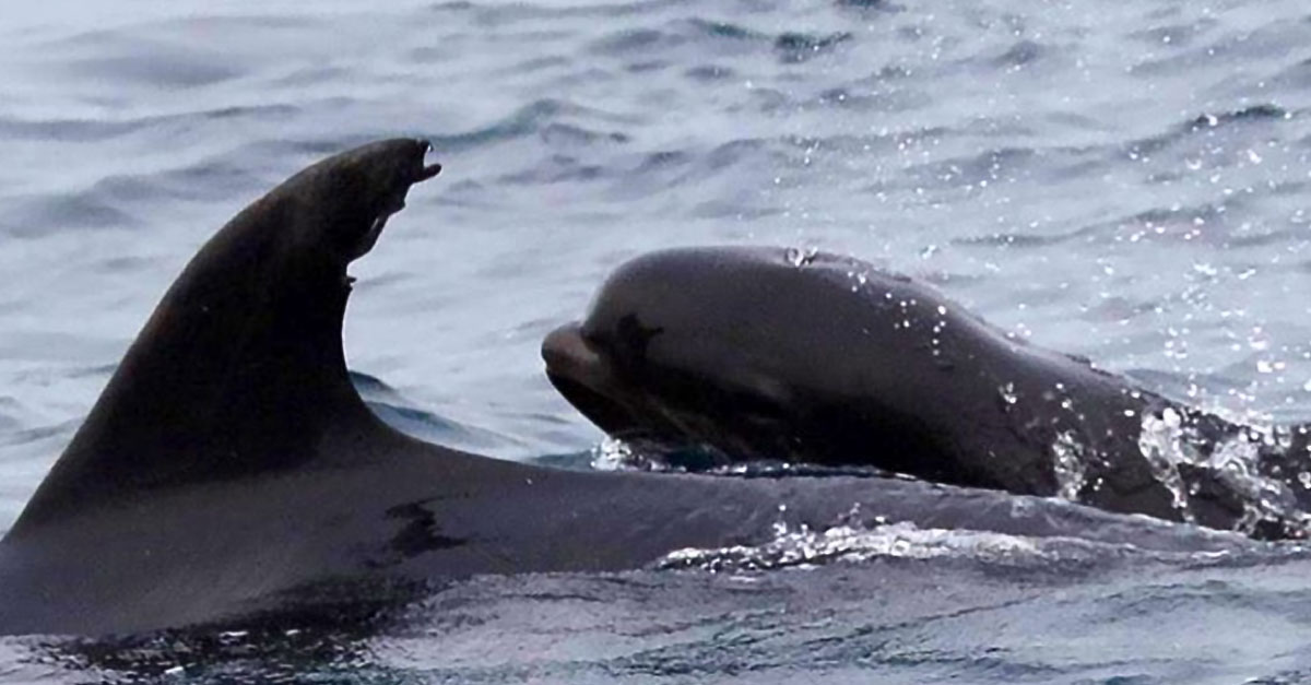 Mama Delfin adoptă un pui de balenă şi demonstrează că în regnul animal ...