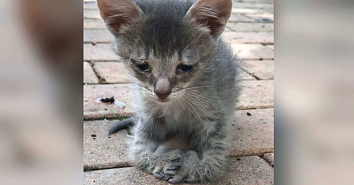 Pisoiul trist şi cu nevoi speciale intră în curtea unei femei şi o ...