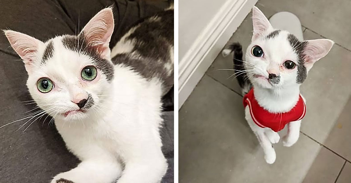 Nimeni nu a vrut să adopte pisoiul cu dizabilităţi, aşa că o femeie cu ...