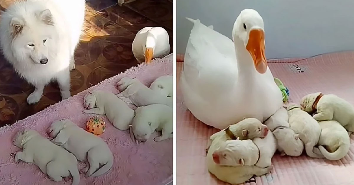 O gâscă ajută la îngrijirea puilor nou-născuţi ai celei mai bune ...