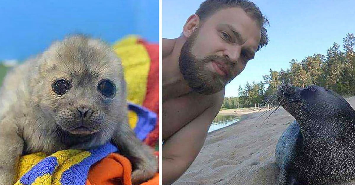 Puiul de focă salvat ar fi putut înota liber, dar trăieşte cu ...